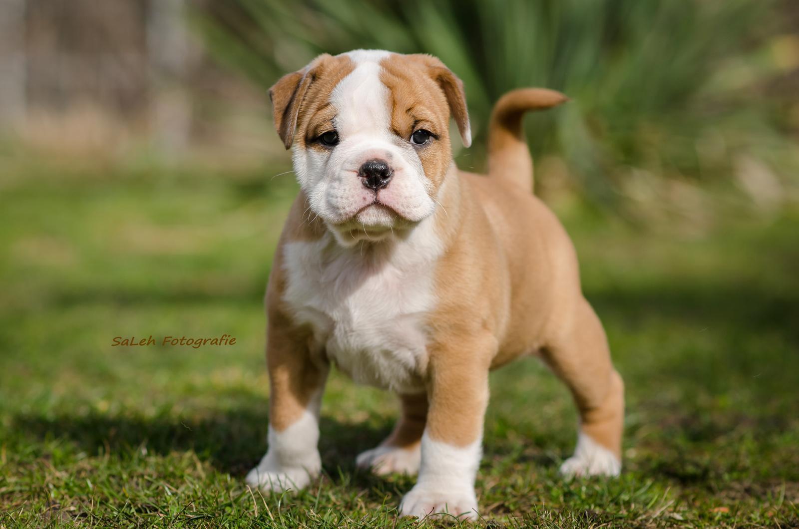 Welpen - RockstarBulls