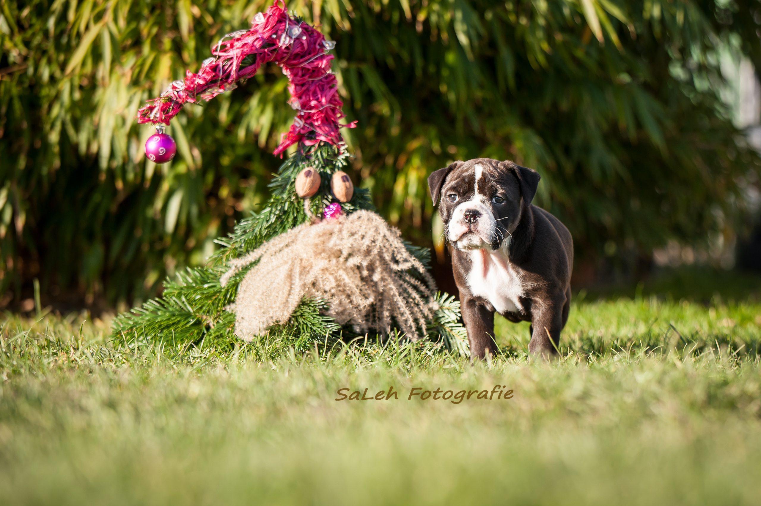 Bine 2 - RockstarBulls